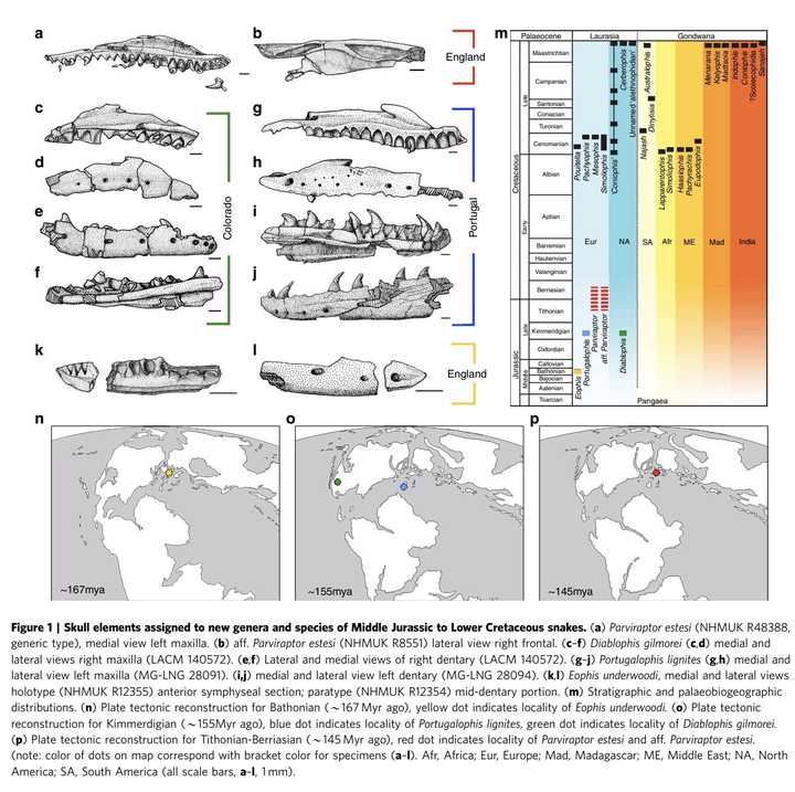 蛇年到了，你能说说蛇的种类吗？ - 知乎
