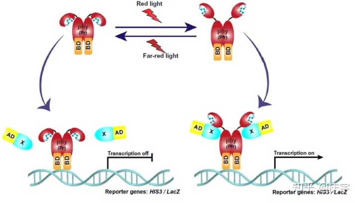 两个转录因子互作启动下游基因，这种要怎么研究? - 知乎
