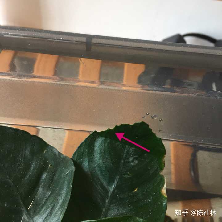 乌龟晒太阳为什么会飞机腿？ - 知乎