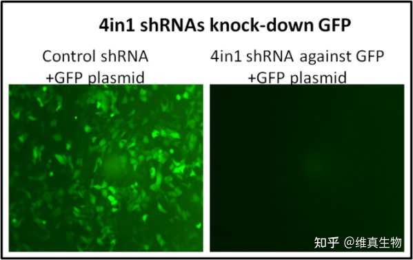 【RNA干扰_shRNA克隆服务】如何利用shRNA敲低基因表达？ - 知乎