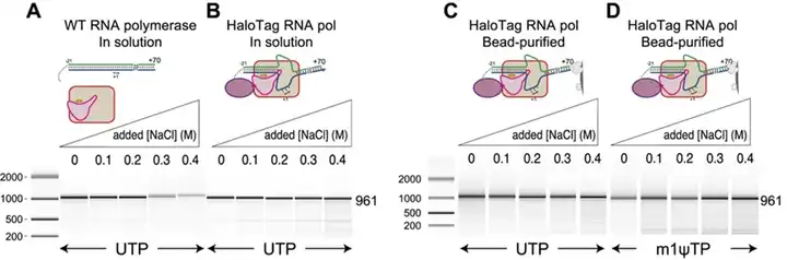 t7 体外转录原理在医学领域中有哪些潜在应用？ - 知乎