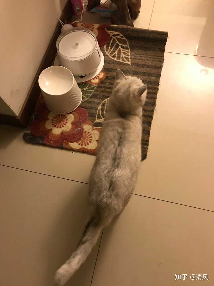 猫咪上火了如何诱导猫咪多喝水？ 知乎