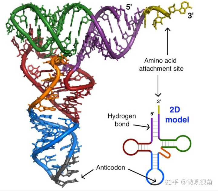 有没有人知道tRNA-Asn(L)是什么意思的? - 知乎