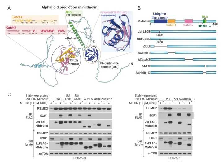 Midnolin 途径如何降解非泛素化蛋白？ - 知乎