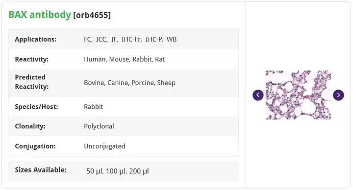 什么是B细胞淋巴瘤2 (Bcl-2)？ - 知乎