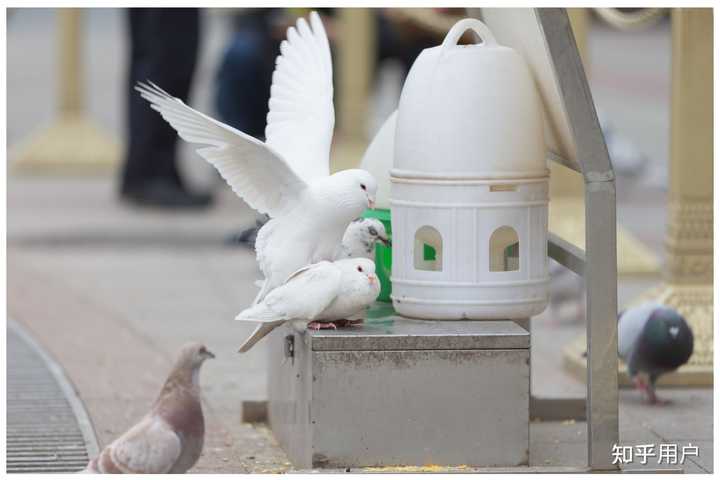 6D升级 R62还是5D4？ - 知乎