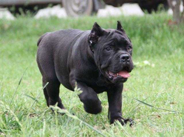 养卡斯罗好？它有什么优点呢？ - 知乎