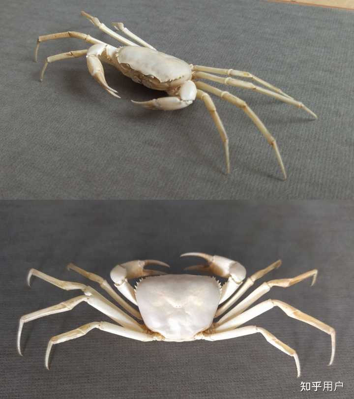 有没有哪两个物种外表非常相似，但进化路径完全不同？ - 知乎