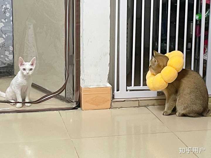 带第二只猫回家，第一只会应激吗？ - 知乎