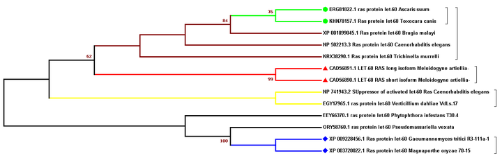 我用mega做了一个进化树，这个进化树怎么分析啊？ - 知乎