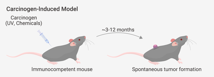 肿瘤动物模型都有哪些？ - 知乎