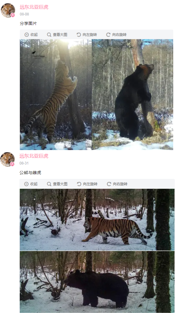 老虎KZT085杀犀牛事件的真实性如何？ - 知乎