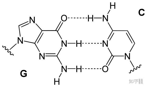 ATGCU碱基的化学式？它们之间的氢键是怎么形成的？为什么AT是两根，GC是三根呢？ - 知乎
