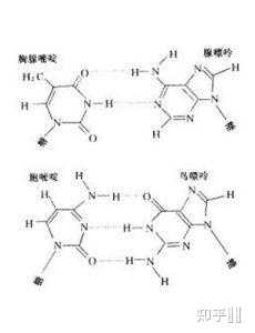ATGCU碱基的化学式？它们之间的氢键是怎么形成的？为什么AT是两根，GC是三根呢？ - 知乎