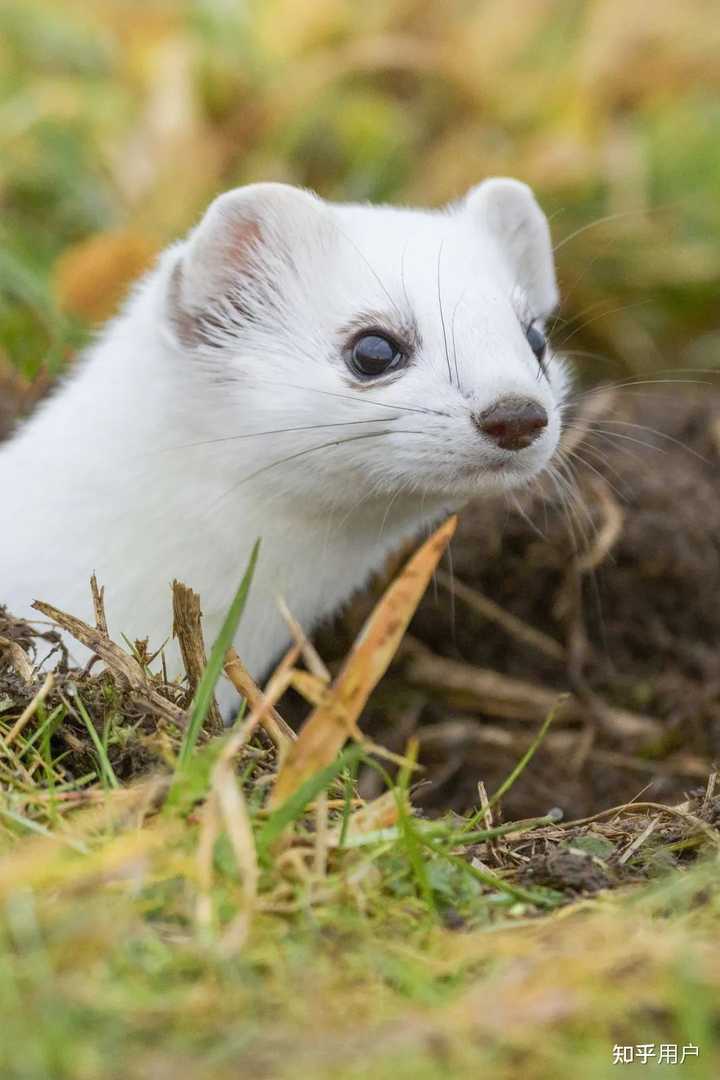 黄鼠狼、海獭、貂为什么都属于鼬科，它们有什么共同点？ - 知乎