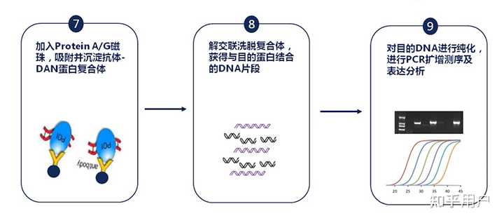 能讲解一下ChIP qPCR实验的详细步骤吗? - 知乎