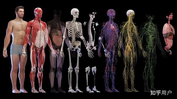 用哪个软件建立的三维人体模型能导入到HFSS或CST里面呢？ - 知乎