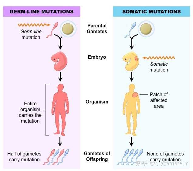 体细胞突变是什么（somatic mutation）？ - 知乎