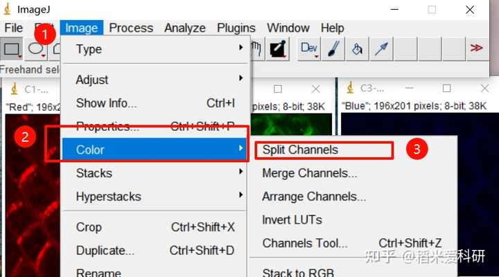 如何用imageJ做merge图? - 知乎