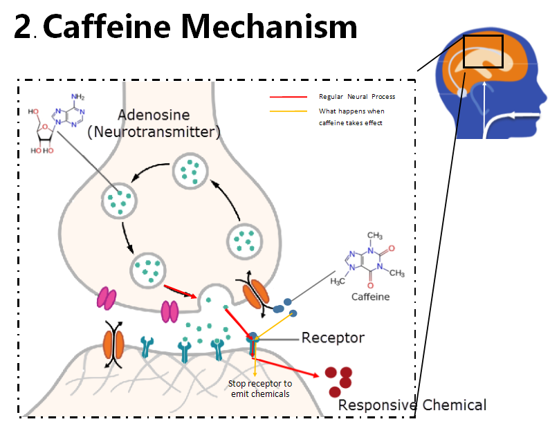 咖啡因是提升人的精力，还是预支人的精力？ - 知乎