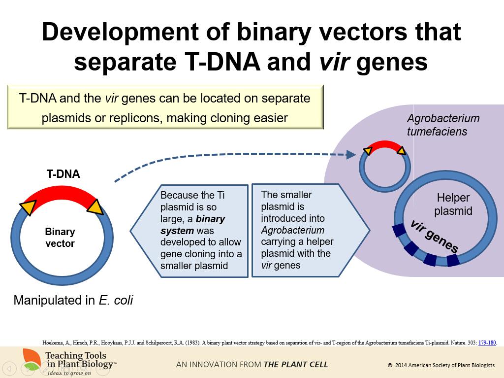 农杆菌转化法中，Ti质粒中的T-DNA是如何插入目标染色体的DNA中的？ - 知乎