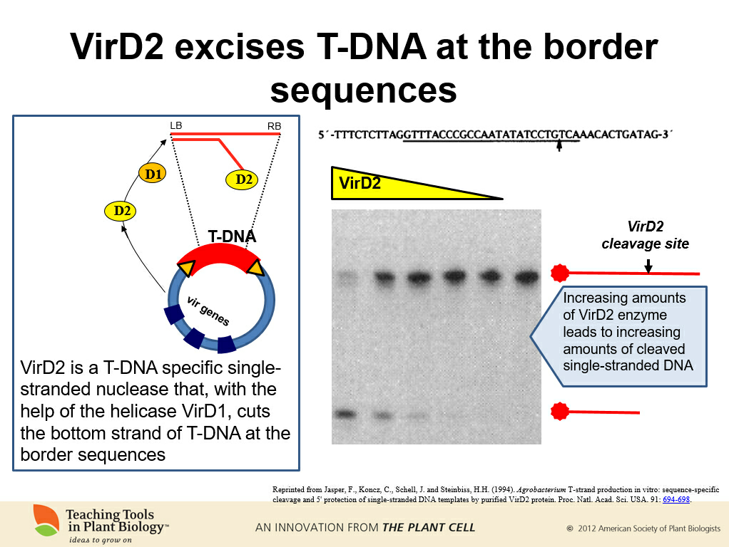 农杆菌转化法中，Ti质粒中的T-DNA是如何插入目标染色体的DNA中的？ - 知乎
