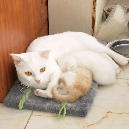 小布 的想法: 猫妈妈生产啦～ | #想法打卡挑战赛第5期#… - 知乎