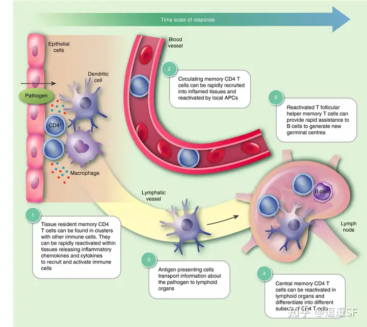 看到一些文献里提到central T cell，想知道这个到底是什么？ - 知乎