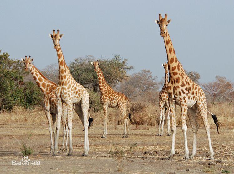 《疯狂动物城》（Zootopia）中有哪些有趣的细节？ - 知乎