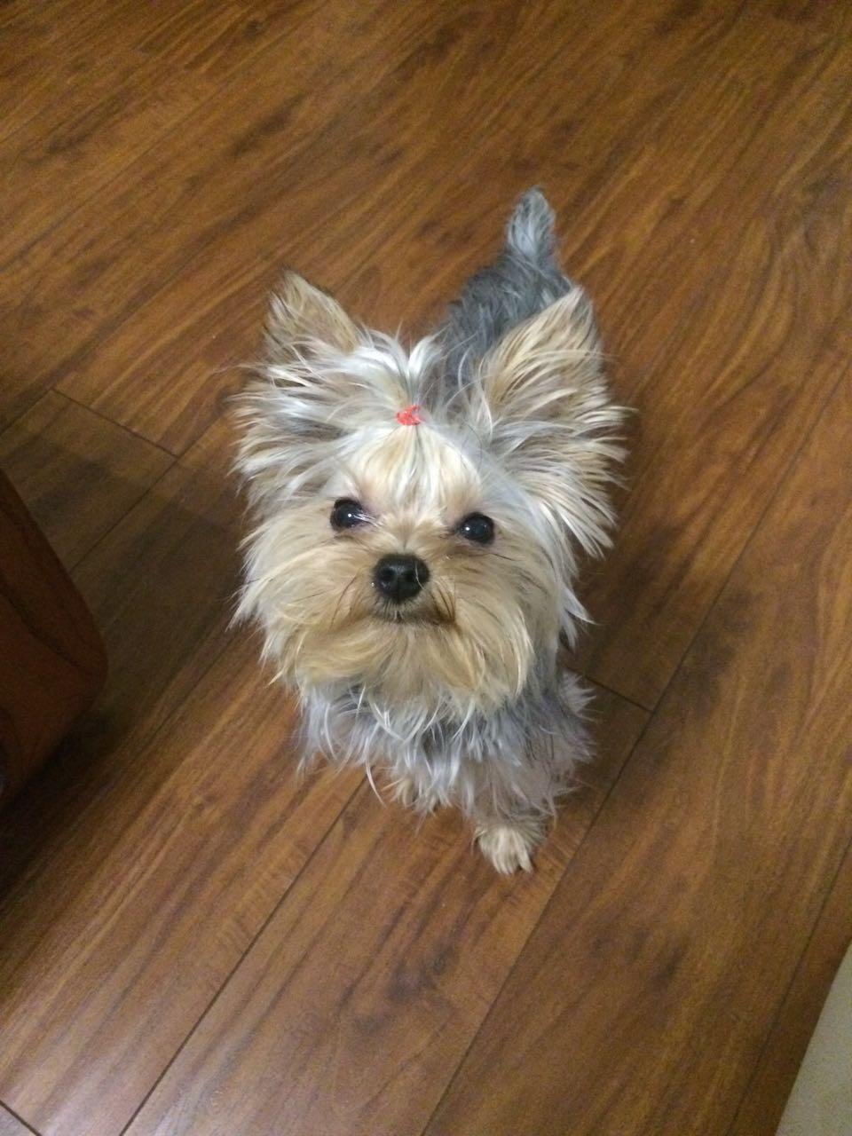 想养一只不太会叫的，不太会掉毛的，聪明的小型犬，养哪一种好？ - 知乎