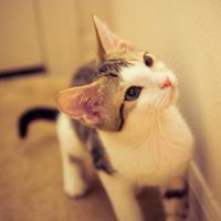 CLB的使用（2）：CLB Tile架构 - 知乎