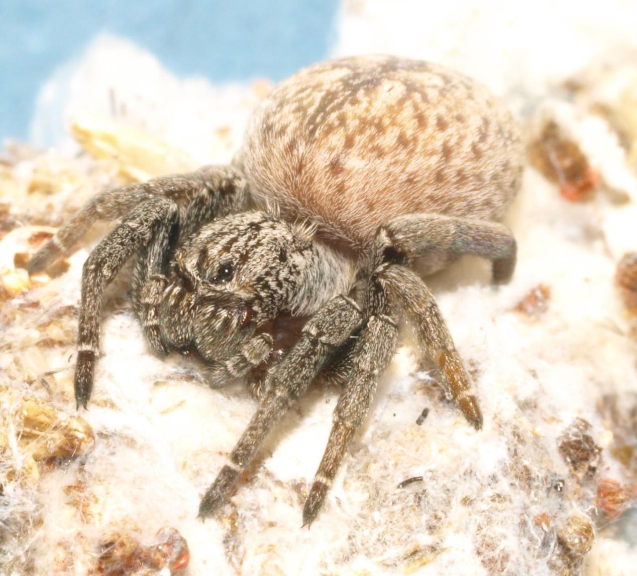 四饼！胡了！（蜘蛛目 隆头蛛科：Eresidae） - 知乎