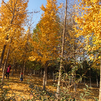 Flutter探索 && 配合window_manager实现无边框（Frameless）窗口 - 知乎