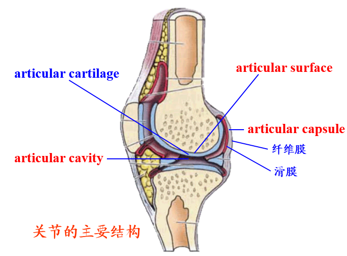 解剖学-关节总论 - 知乎