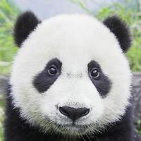 NeurIPS 2021 | 助力半监督学习：课程伪标签方法FlexMatch和统一开源库TorchSSL - 知乎