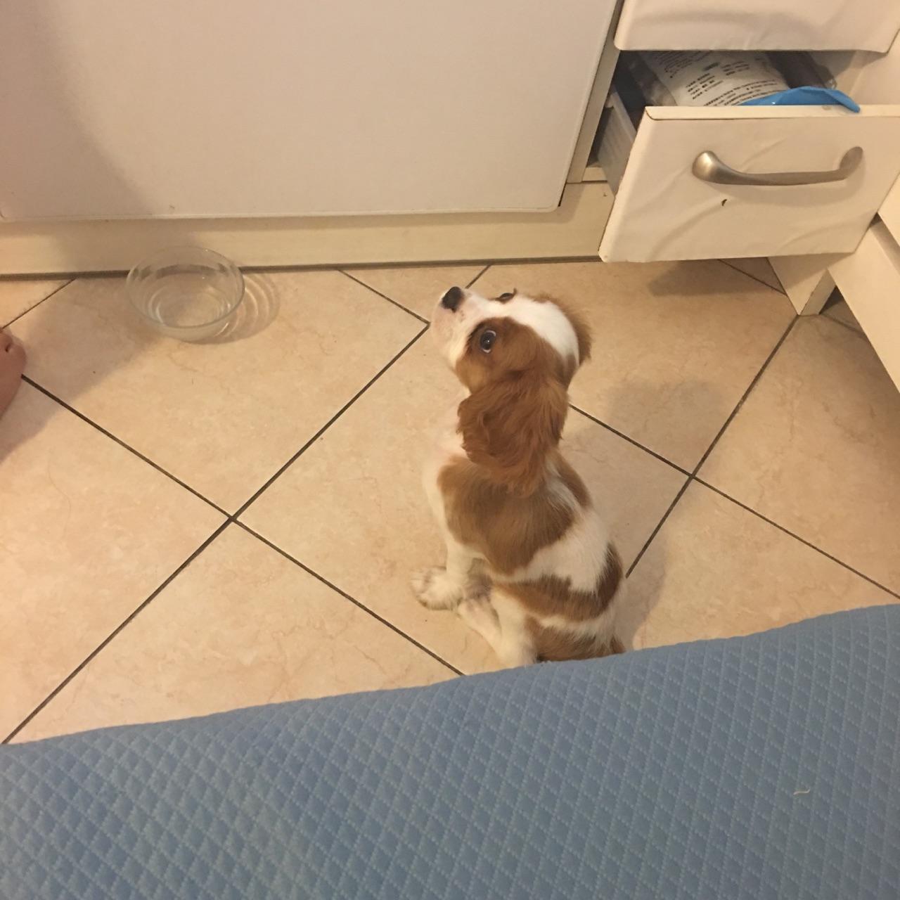 养骑士查理王小猎犬是什么体验 知乎