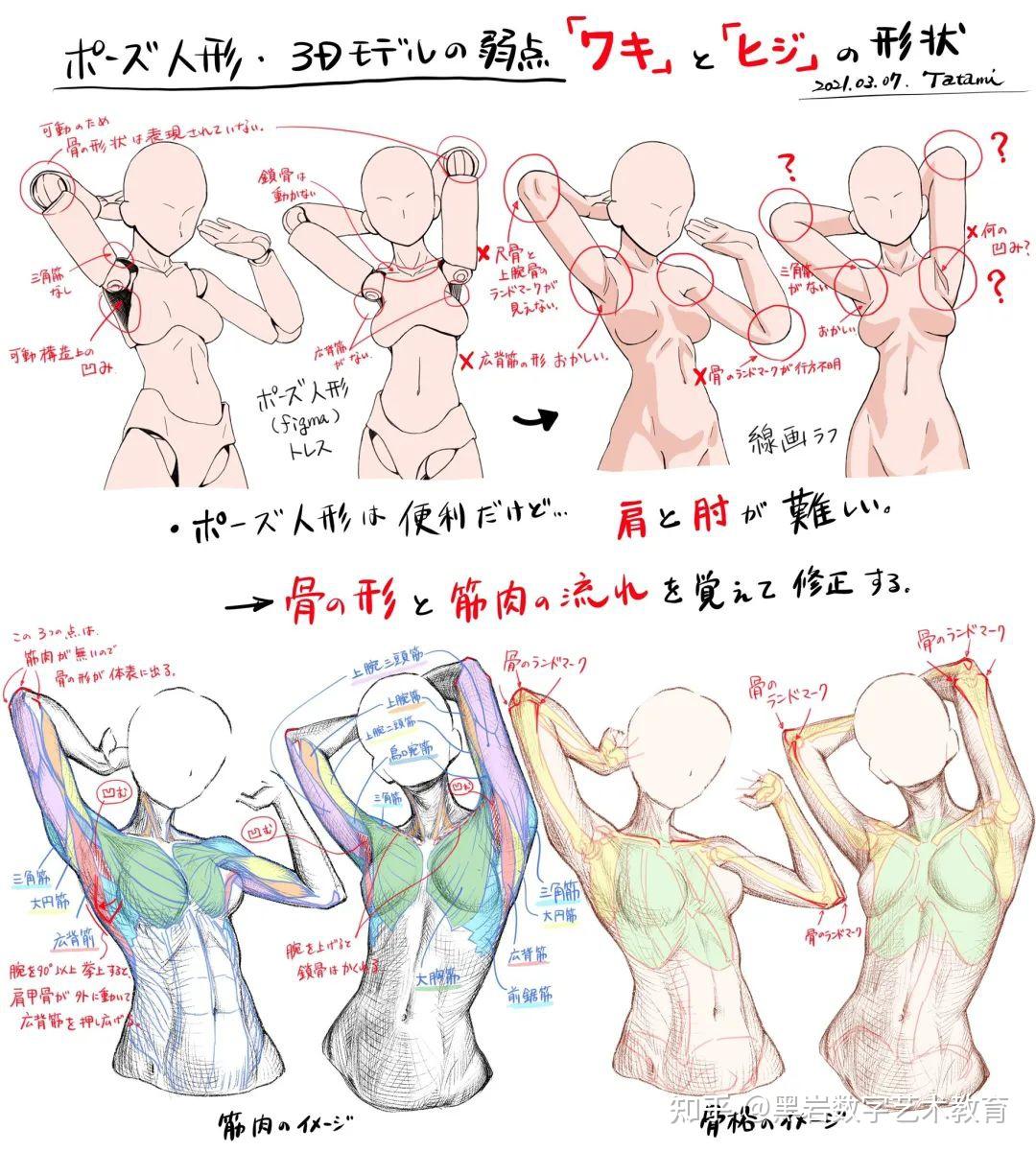 学美术怎么记人体结构？ - 知乎