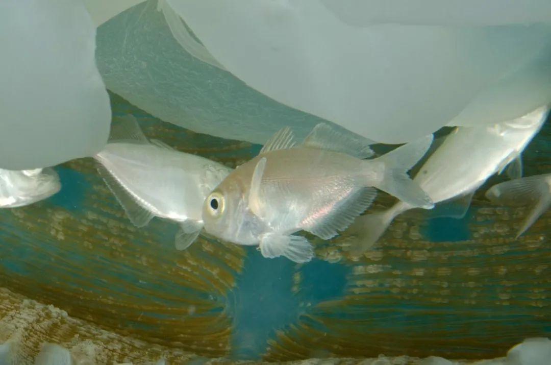 餐桌上的鲳鱼，到底是哪一种？（下）（作者：达达） - 知乎