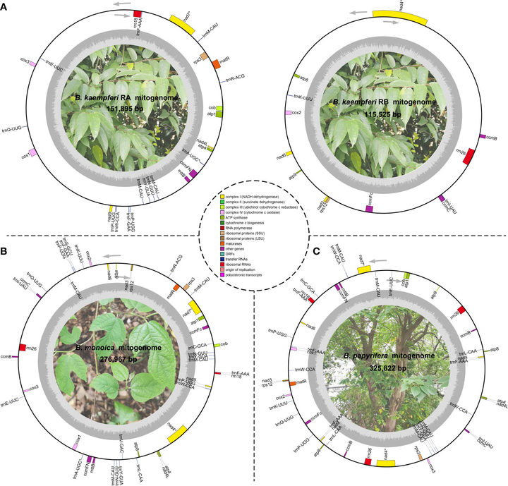项目文章 | Frontiers in Plant Science期刊发表构属线粒体基因组异质性和系统进化最新进展 - 知乎