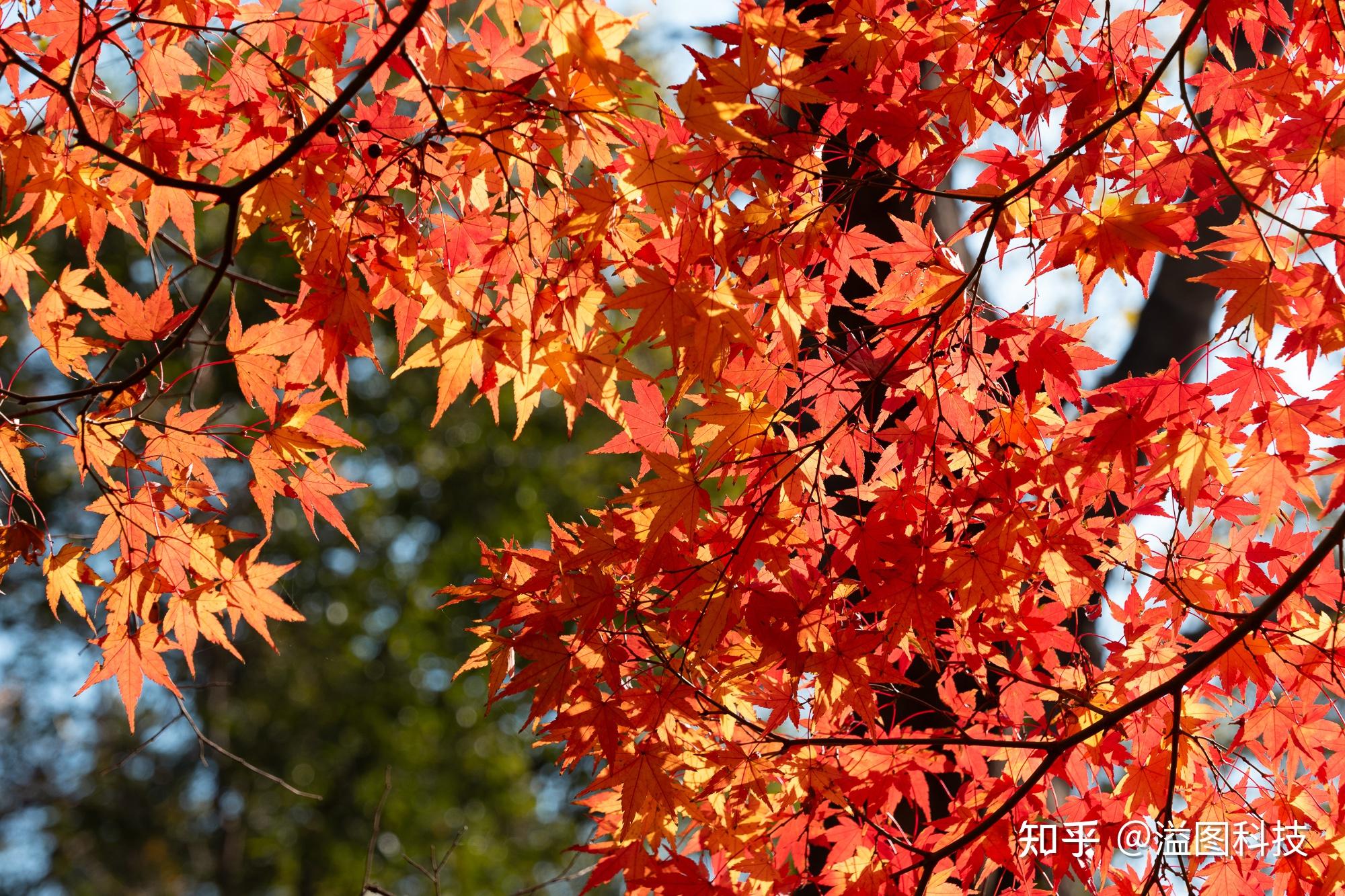 松下S5m2相机配什么镜头，主要是人像和风光，一般都是旅拍，本人小白，第一台相机。? - 知乎