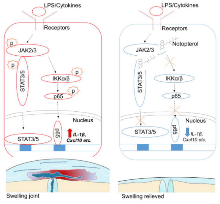 Cell Reports | 中药单体羌活醇抑制JAK2/3及治疗类风湿关节炎的机理 - 知乎