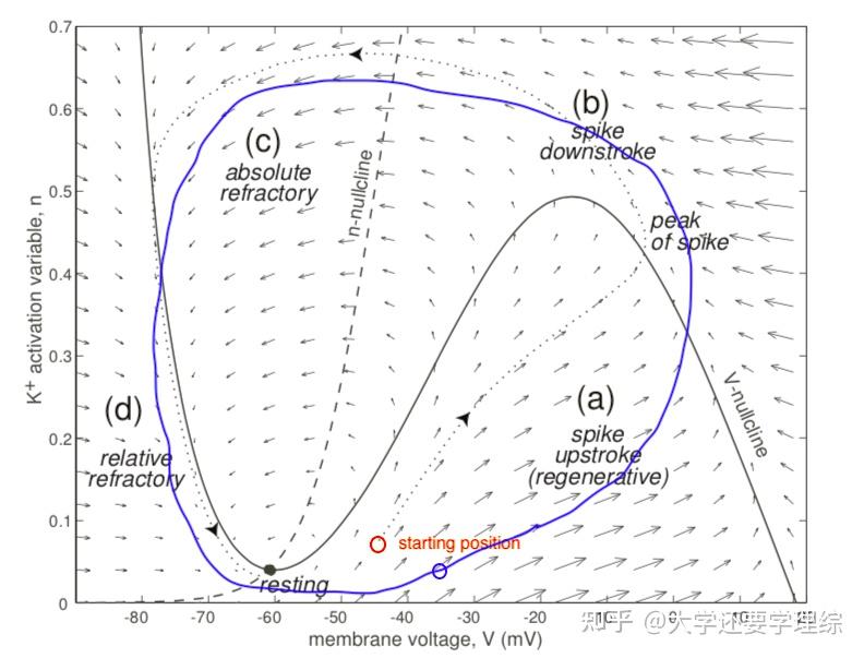 Phase-Plane Analysis for Neuron - 知乎