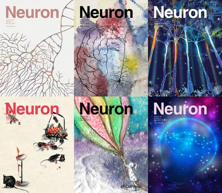 72张《Neuron》精美封面鉴赏丨2019~2021年上半篇 - 知乎