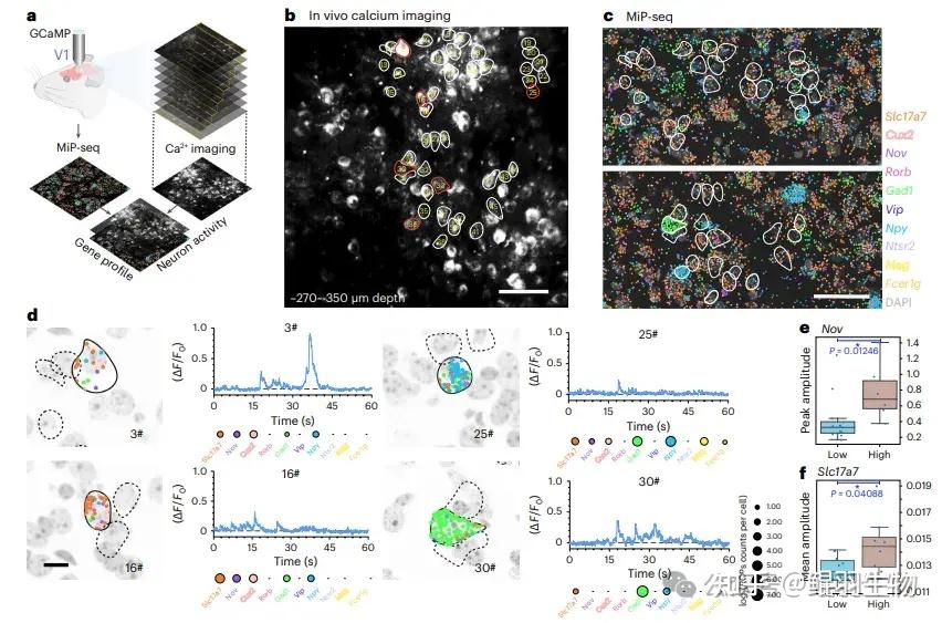基于双端原位测序的亚细胞分辨率新型空间多组学技术-MiP-seq - 知乎