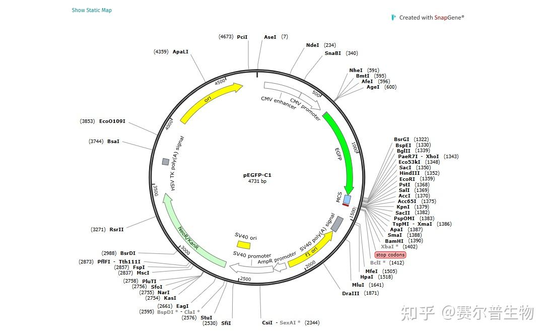 如何下载质粒载体序列以及绘制高颜值质粒图？ - 知乎