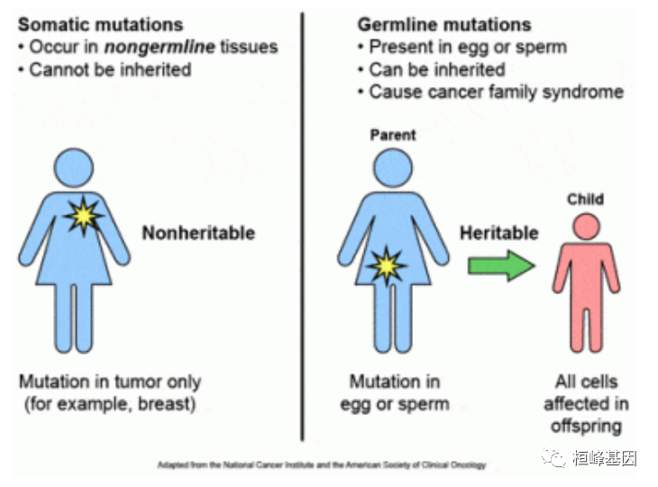 DNA 1. Germline Mutation Vs. Somatic Mutation 傻傻分不清楚 - 知乎