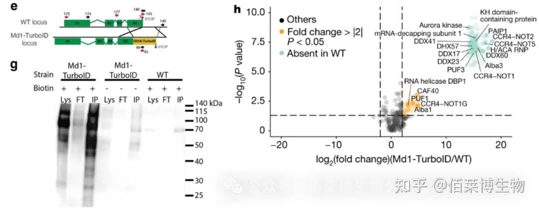 蛋白相互作用分析：TurboID邻近标记解析Md1蛋白互作网络 - 知乎