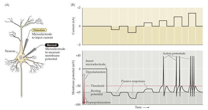 读《Neuro Science》Day 27 | 神经细胞的电信号 Electrical Signals of Nerve Cells - 知乎