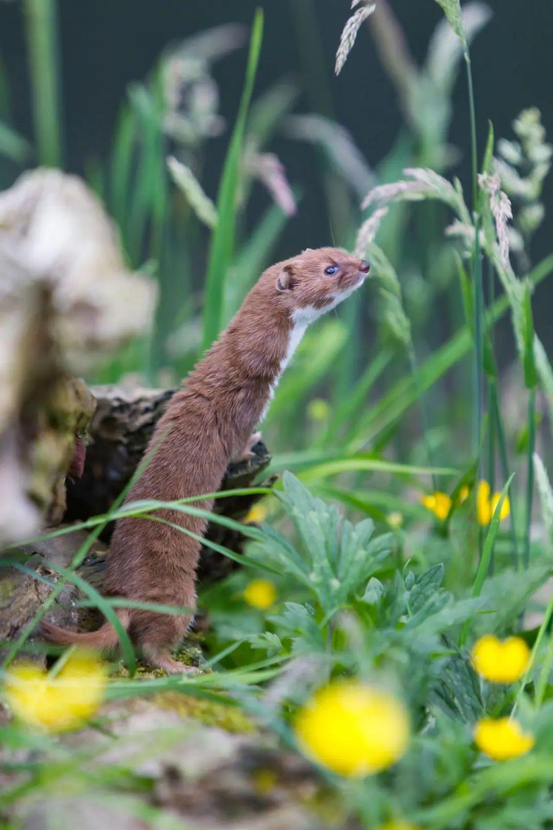 黄鼠狼、海獭、貂为什么都属于鼬科，它们有什么共同点？ - 知乎