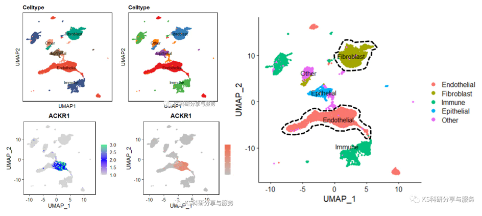 单细胞基因可视化之UMAP图修饰 - 知乎